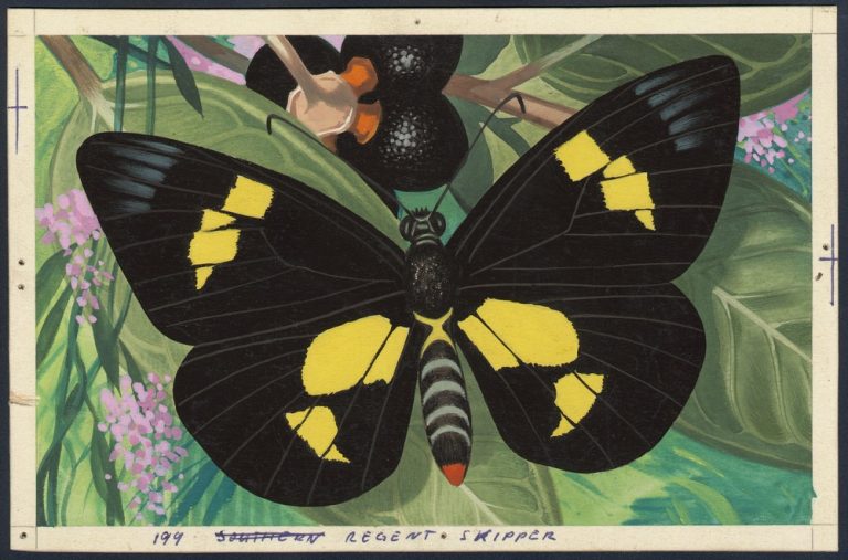 State Library Victoria – Digitising and cataloguing 11,000 works on paper