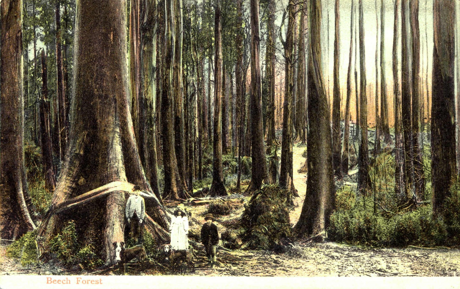State Library Victoria – The grandstand in Beech Forest