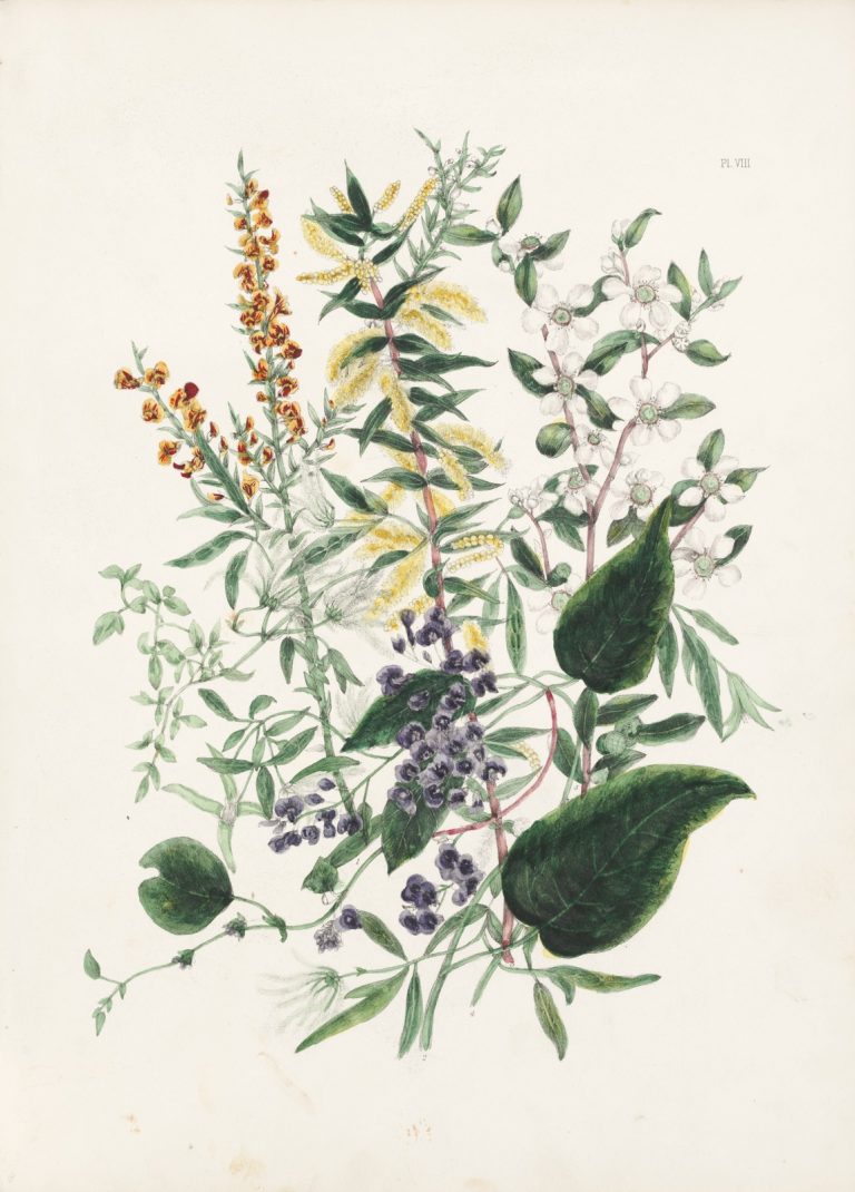 State Library Victoria – A turn around the garden: Victorian flora in ...