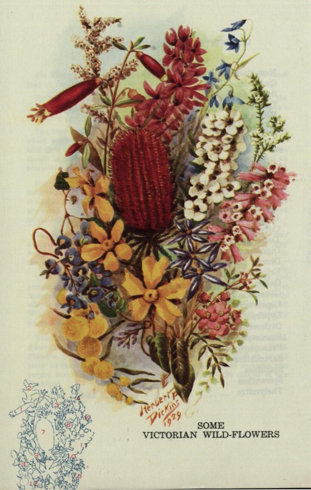 State Library Victoria – A turn around the garden: Victorian flora in ...