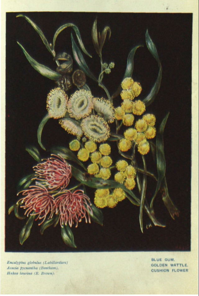 State Library Victoria – A turn around the garden: Victorian flora in ...