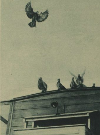 State Library Victoria – Pigeon messengers of World War I