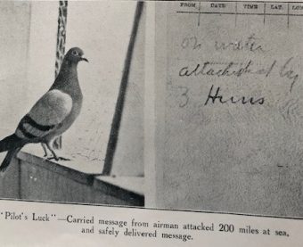 State Library Victoria – Pigeon messengers of World War I