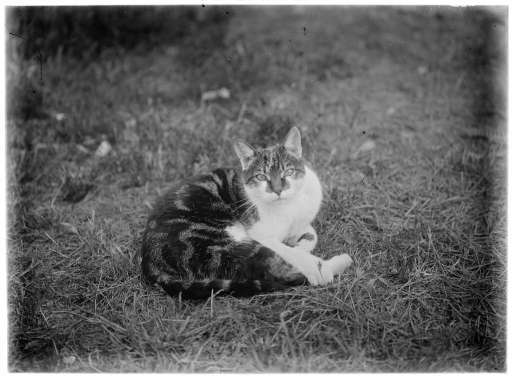 State Library Victoria – Trim, the Aussie cat
